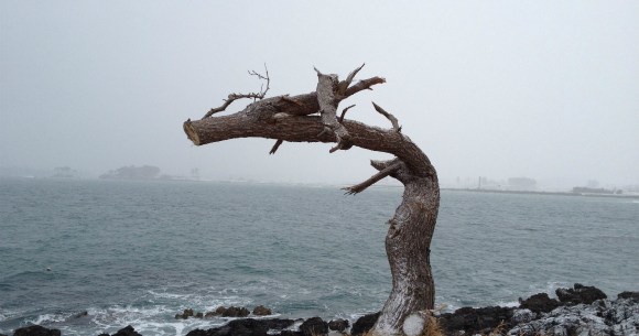 Dragon Tree On Coast Of Disaster-Struck Miyagi Prefecture Symbol Of ...
