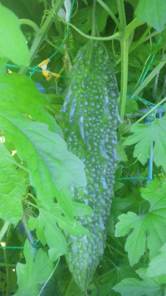 The Very Bitter Gourd ‘Goya’ Ripens into a Sweet Treat! | SoraNews24 ...