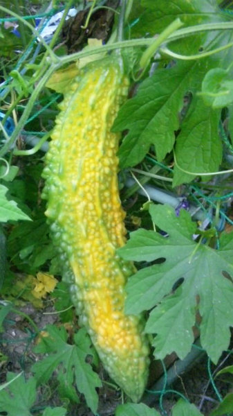 The Very Bitter Gourd ‘Goya’ Ripens into a Sweet Treat! | SoraNews24 ...