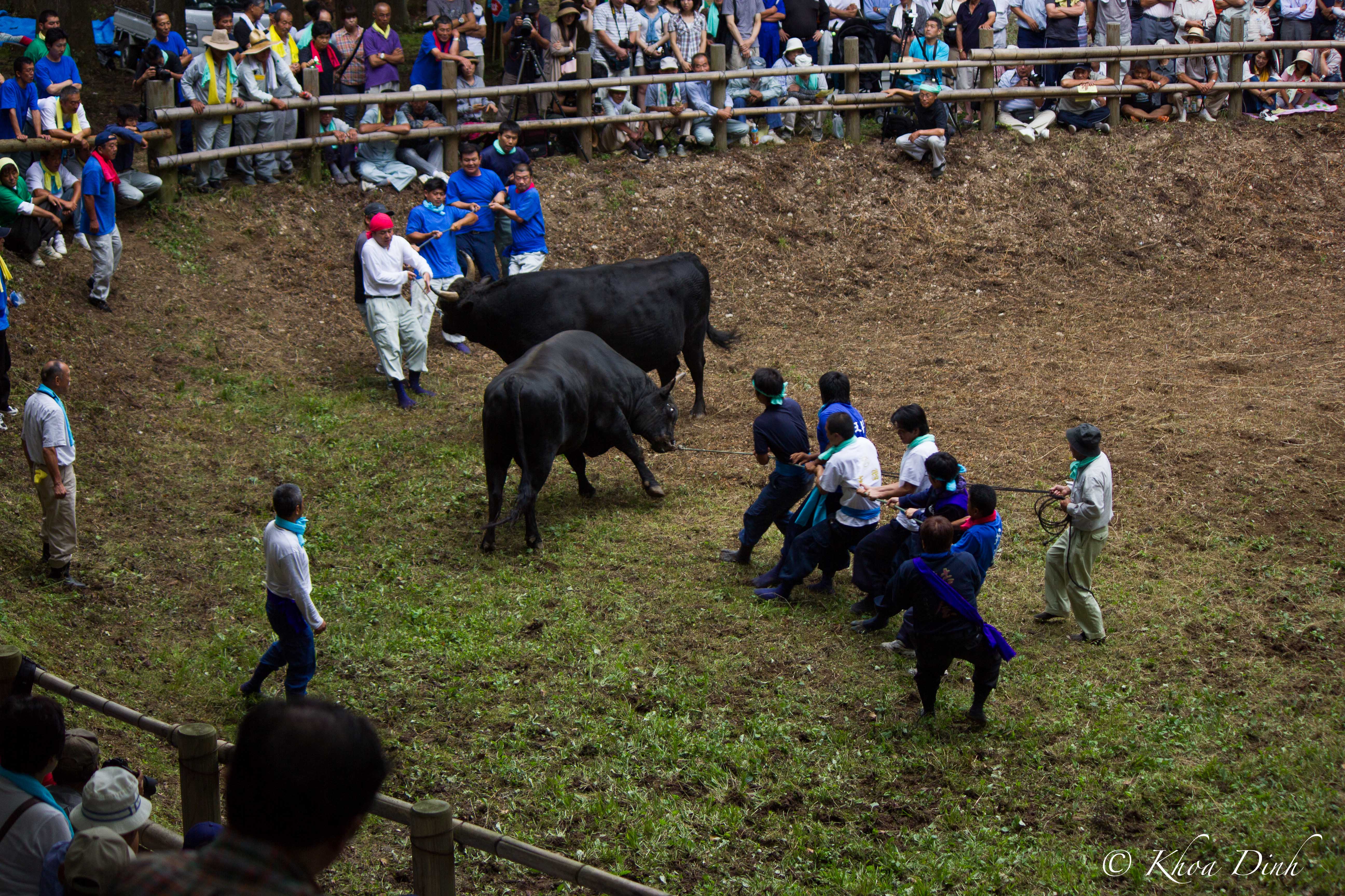 Bull Sumo in the Oki Islands 【You, Me, And A Tanuki】 | SoraNews24 ...