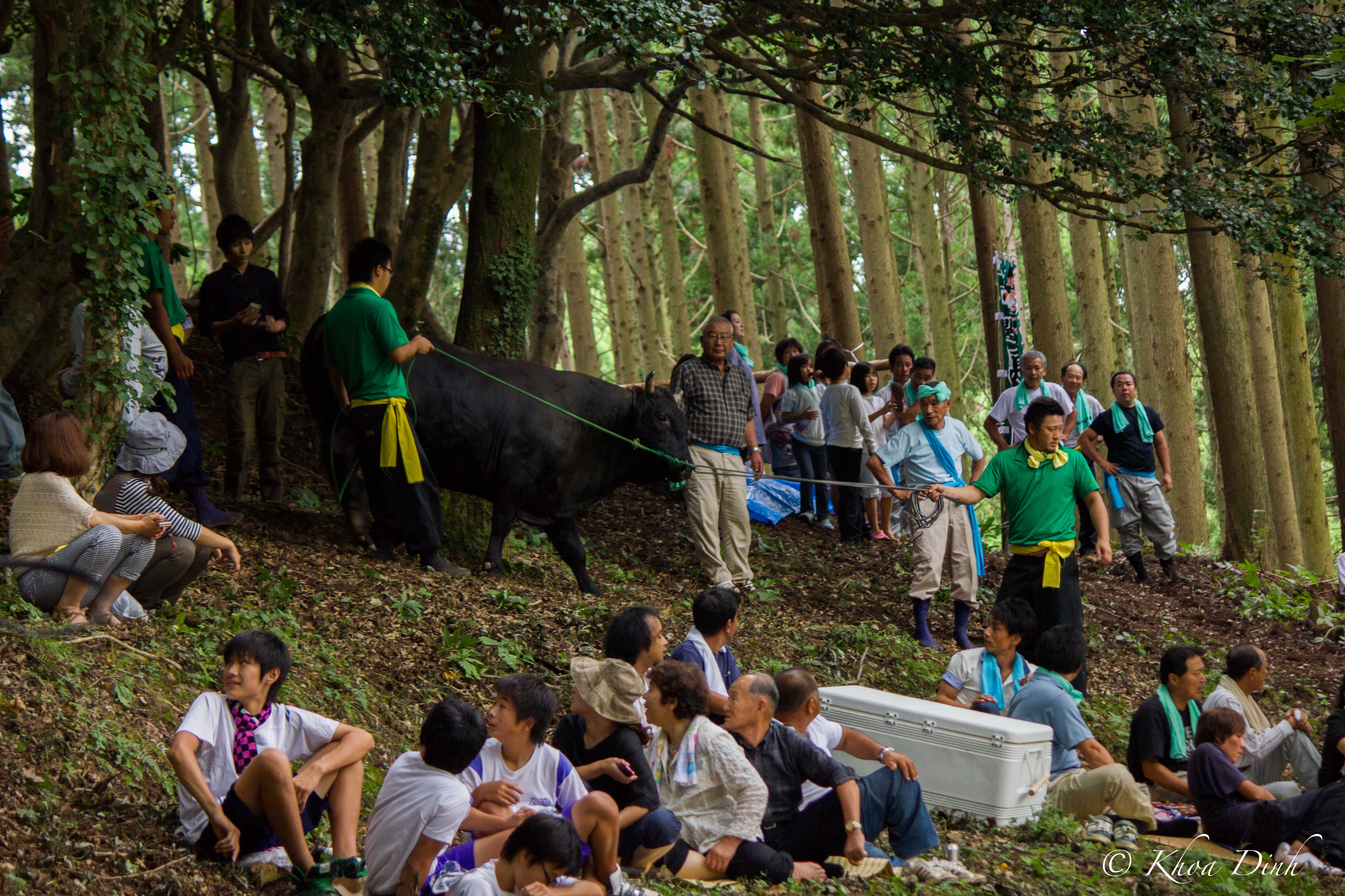 Bull Sumo in the Oki Islands 【You, Me, And A Tanuki】 | SoraNews24 ...