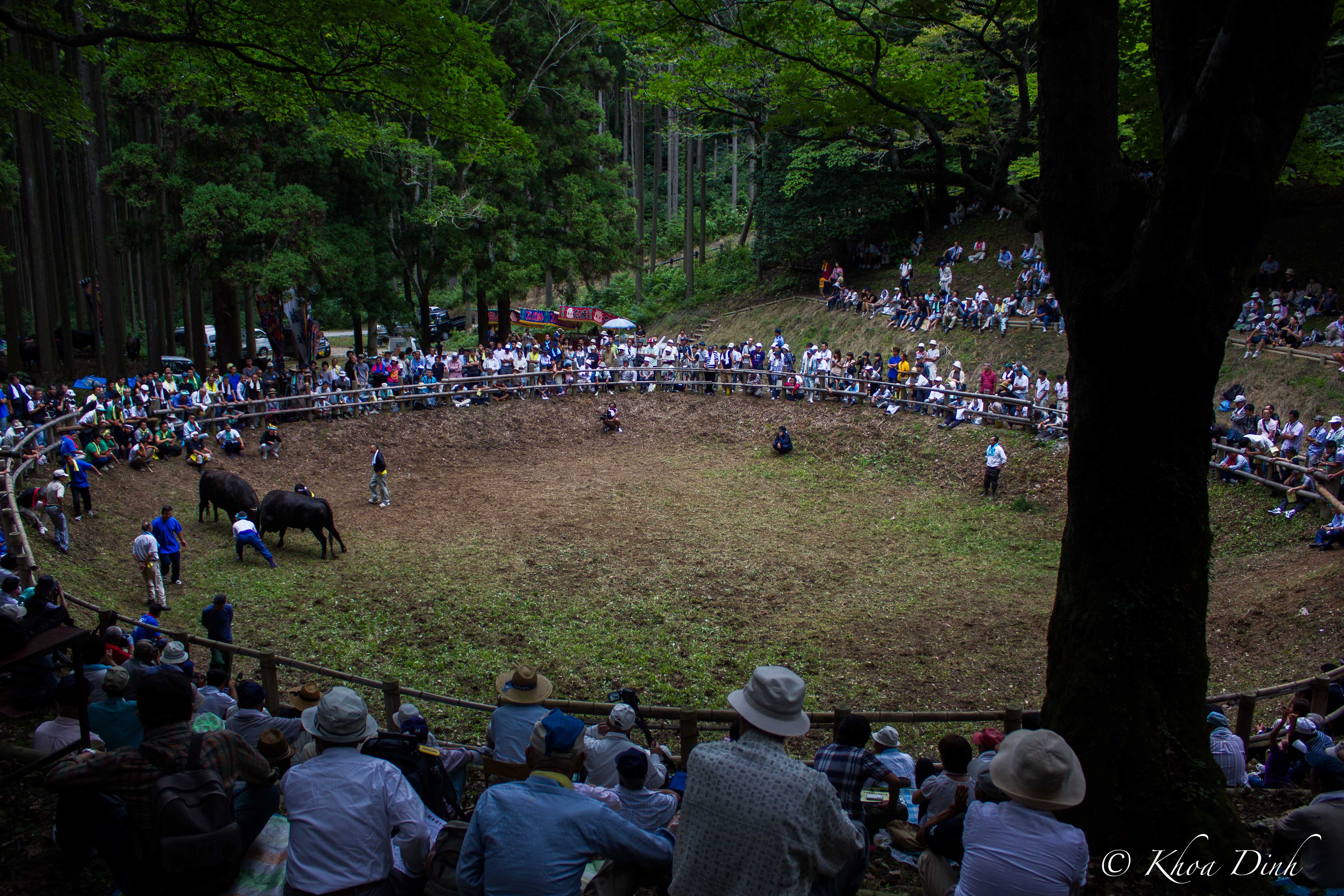 Bull Sumo in the Oki Islands 【You, Me, And A Tanuki】 | SoraNews24 ...