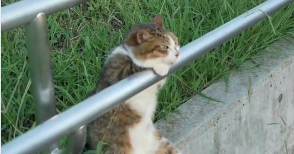 Cat Contemplates Life While Watching Sunset | SoraNews24 -Japan News-
