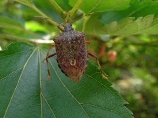 Poll Reveals 60% of Japanese Hate Insects, but What is the Most ...