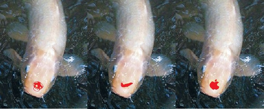 Fish of Love: Koi Carp with Heart-Shaped Mark Becomes Firm Favourite ...