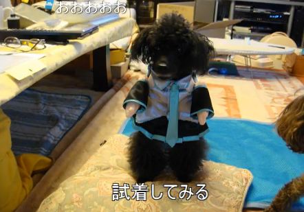 When Idol Meets Dog: Intricately Detailed Dog-Sized Hatsune Miku Outfit ...