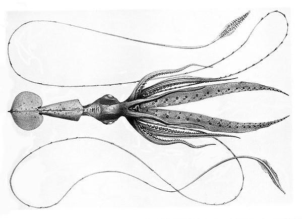 Outbreak of Rare Phantom Squid in Pacific Coast of Japan May Herald ...