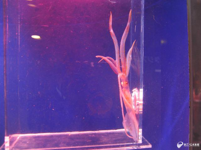 Outbreak of Rare Phantom Squid in Pacific Coast of Japan May Herald ...