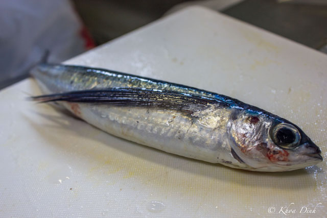 Whole Lotta Fish 【You, Me, And A Tanuki】 | SoraNews24 -Japan News-