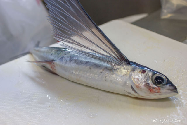 Whole Lotta Fish 【You, Me, And A Tanuki】 | SoraNews24 -Japan News-