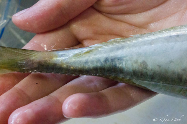 Whole Lotta Fish 【You, Me, And A Tanuki】 | SoraNews24 -Japan News-