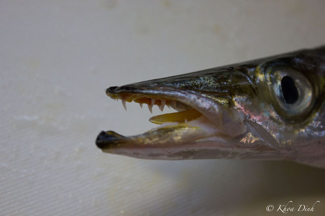 Whole Lotta Fish 【You, Me, And A Tanuki】 | SoraNews24 -Japan News-