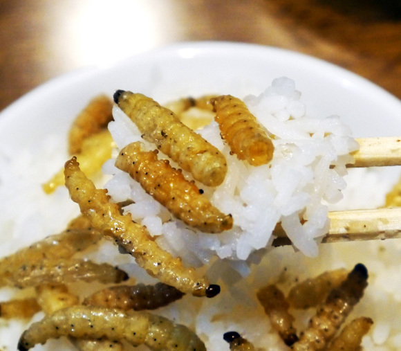 Unusual Cuisine: Deep-Fried Caterpillars “Make a Wonderful Beer Snack ...