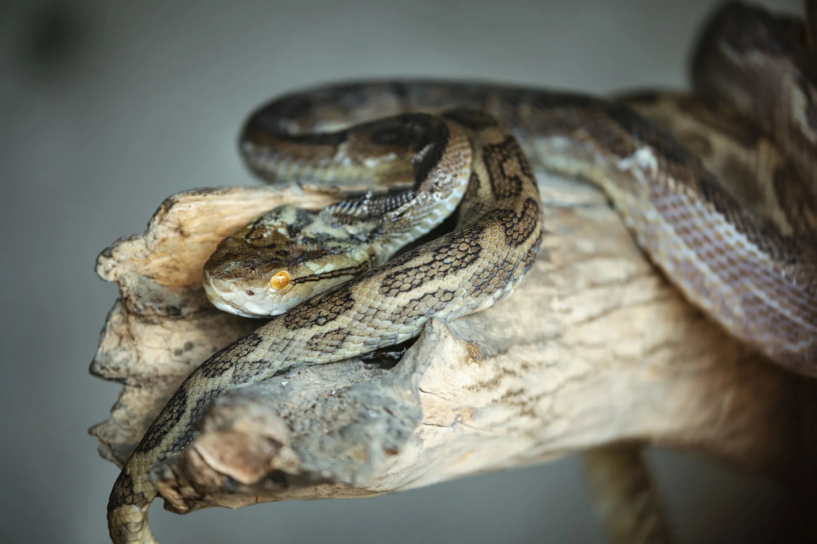 Father Bites and Kills Own Son for Being “Possessed by a Snake ...