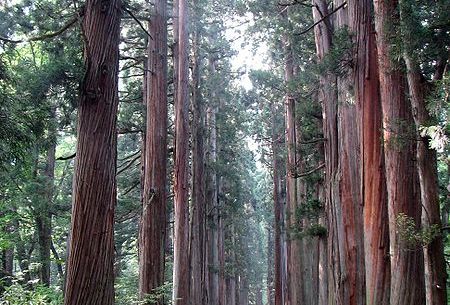 Japanese Scientists Engineer Pollenless Cedar Trees, May Be Too Late to ...