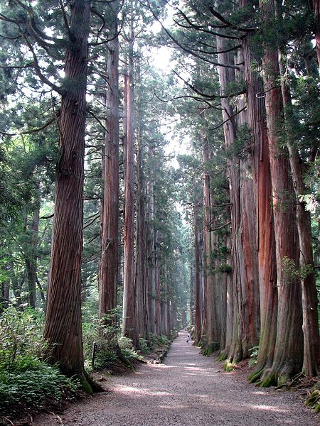 Japanese Scientists Engineer Pollenless Cedar Trees, May Be Too Late to ...