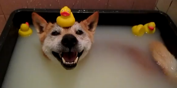 Watch this Adorable Video of a Shiba Inu Taking a Bath (Rubber Duckies ...