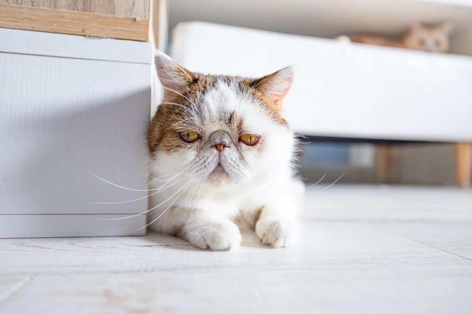 Cute cat shows us how to bow in apology, Japanese style【Video ...