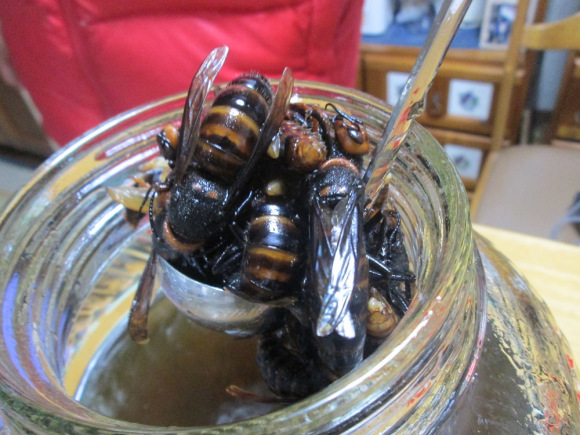 Alcohol Made with Fermented Wasps Gives New Meaning to the Phrase “Get ...