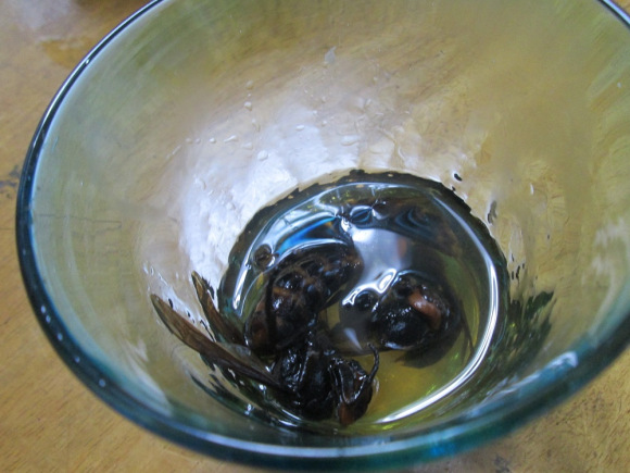 Alcohol Made with Fermented Wasps Gives New Meaning to the Phrase “Get ...