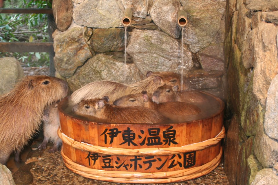 Cute Animals Enjoy Hot Water Massage Therapy in Japan 【Video ...