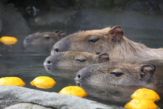 Cute Animals Enjoy Hot Water Massage Therapy in Japan 【Video ...