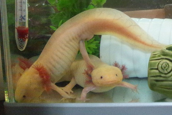 These Guys Keep All Their Cuteness Even When Cooked! We Try Deep-Fried ...