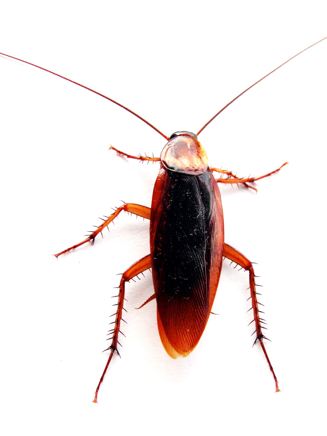 Canned Ice Blasts Let You Literally Stop Cockroaches Cold | SoraNews24 ...