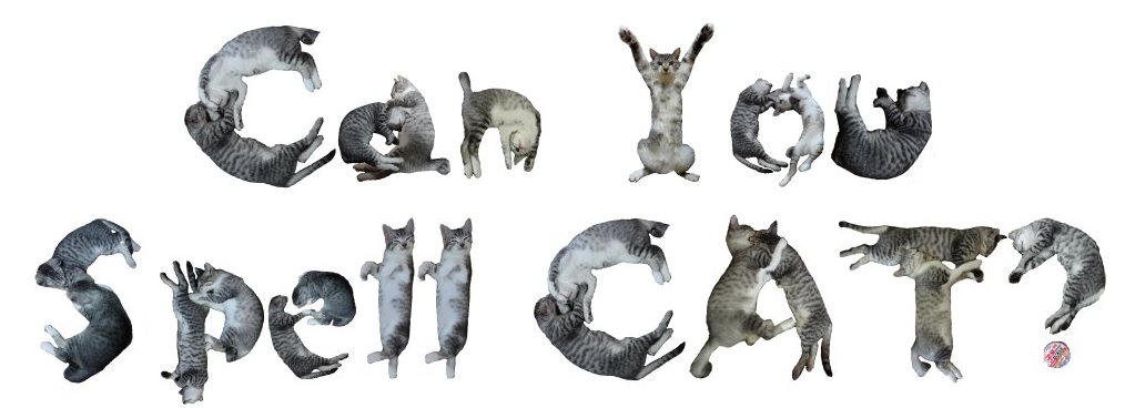 Spelling Cat