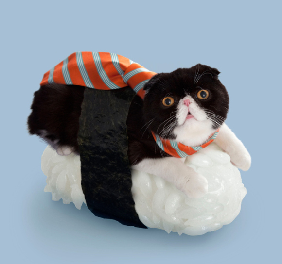 When Two Amazing Worlds Collide: Welcome to the World of Cat Sushi ...