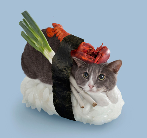 When Two Amazing Worlds Collide: Welcome to the World of Cat Sushi ...