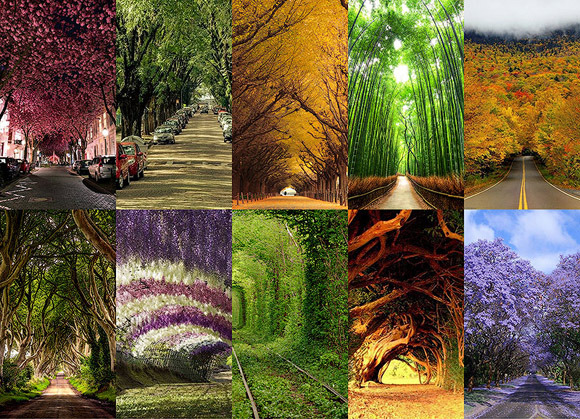 The Ten Most Beautiful Tunnels in the World and Where You Can Find Them ...