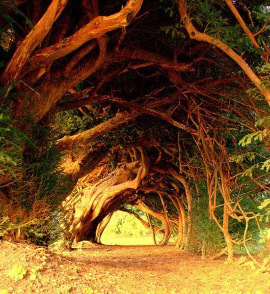 The Ten Most Beautiful Tunnels in the World and Where You Can Find Them ...