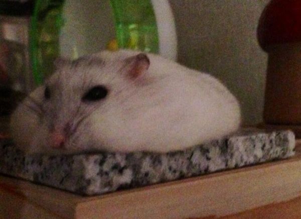 Little fat hamster just trying to keep cool in danger from hungry ...