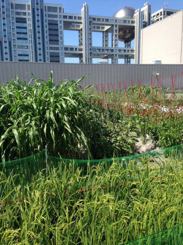 Green Tokyo: 5 cool examples of urban agriculture | SoraNews24 —Japan News—
