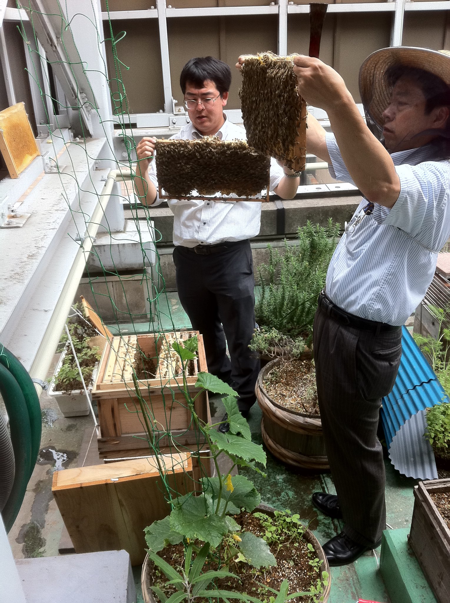 Green Tokyo: 5 cool examples of urban agriculture | SoraNews24 -Japan News-