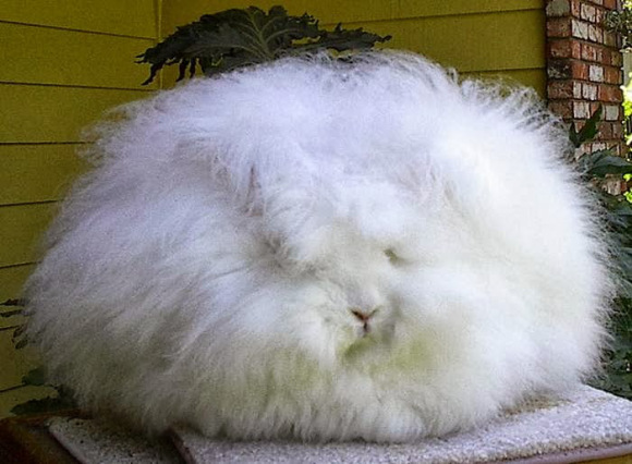 This adorable hopping hairball will steal your heart | SoraNews24 ...
