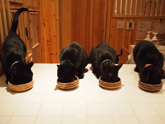 Japan’s first black cat café feels appropriate for the season 【Photos ...