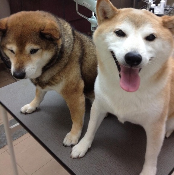 Shiba Inu bring the cute and cuddly, leave us all wanting a snuggle ...