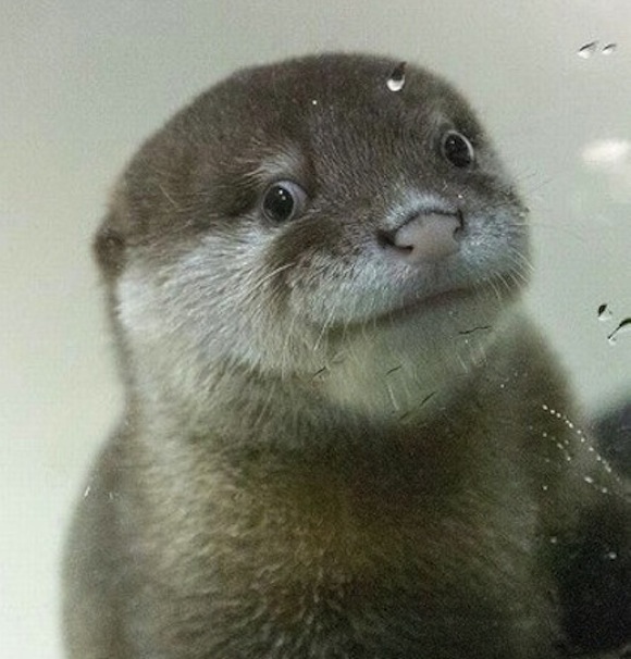 Tag: Otter | SoraNews24 -Japan News-