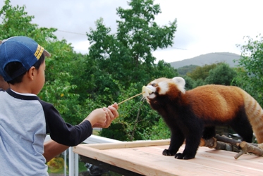 Watch red pandas while you eat red panda curry at Japan’s Safari Land ...