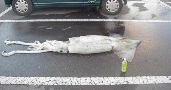 Let’s learn a little Japanese with this dead squid in a parking lot ...