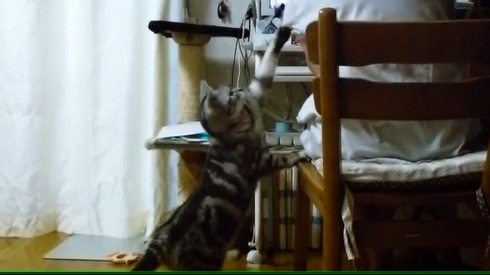 The evolution of one cat’s pestering skills 【Video】 | SoraNews24 —Japan ...