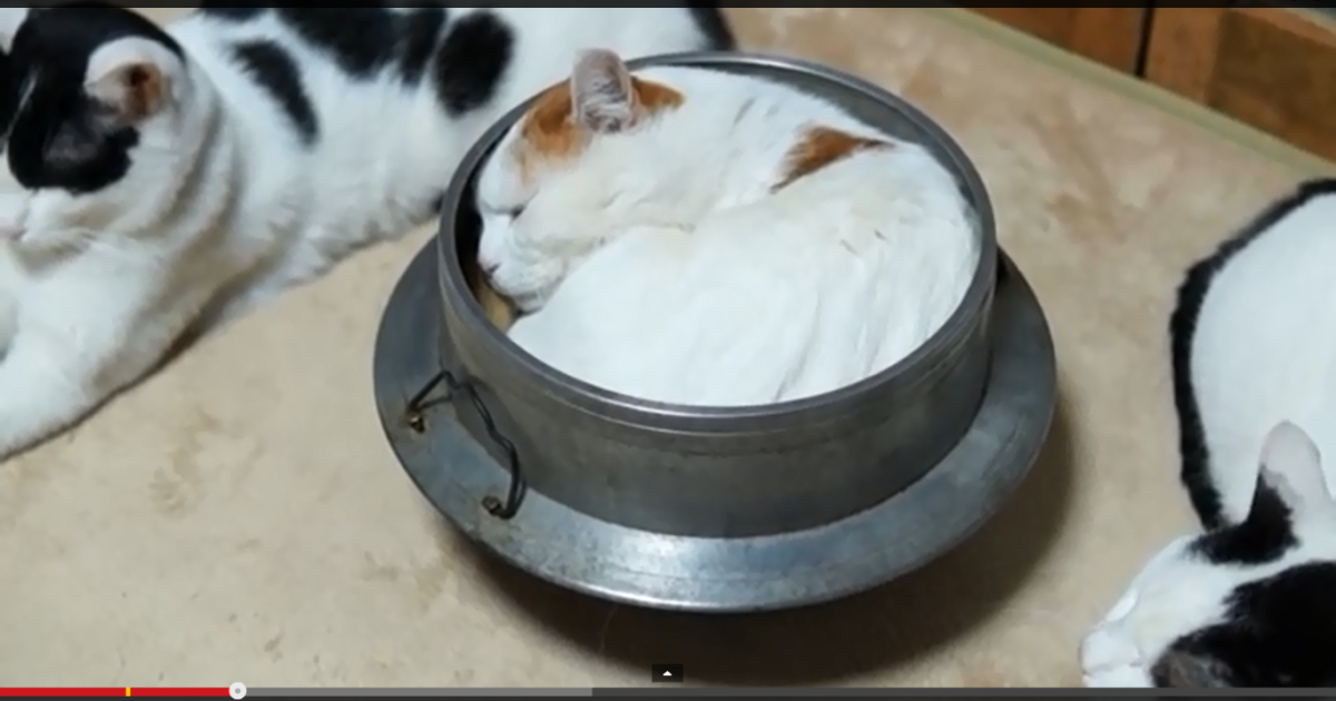 Shiro the Cat: The cutest cure for insomnia 【Video】 | SoraNews24 -Japan ...