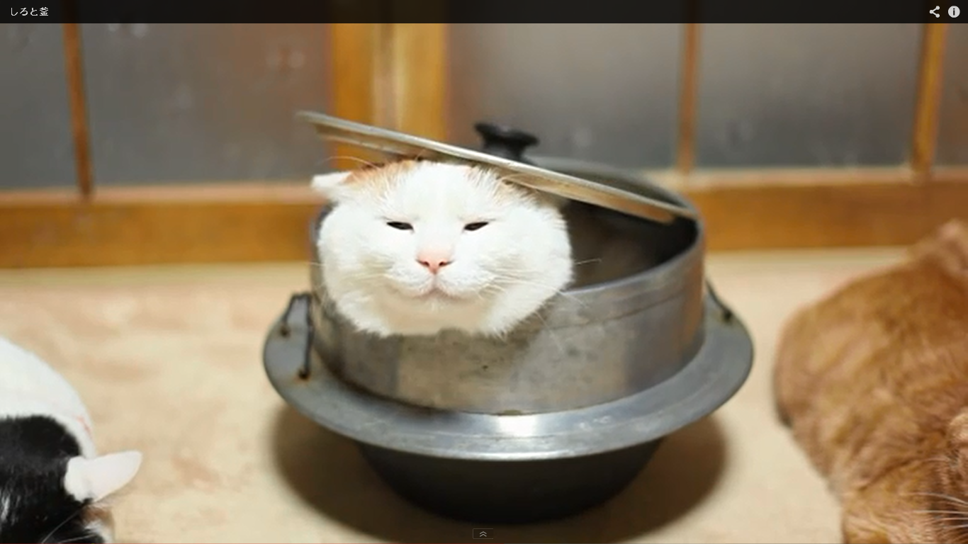 Shiro the Cat: The cutest cure for insomnia 【Video】 | SoraNews24 -Japan ...