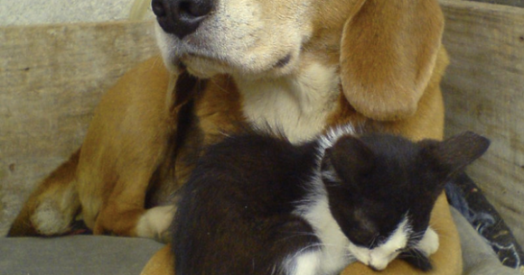 Top 5 dog and cat breeds in Japan 2013 | SoraNews24 -Japan News-