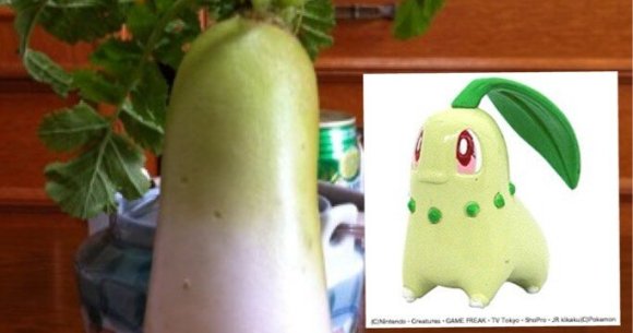 Pokemon radish discovered in Japan, just as cute as the original ...