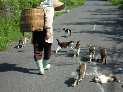 Nine places where cat lovers in Japan can step up their devotion to ...