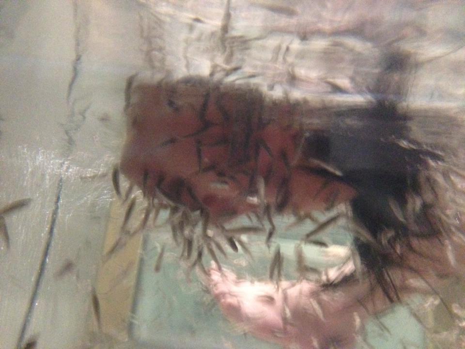 Oh my! Our brave reporter feeds his face to a group of flesh-eating ...