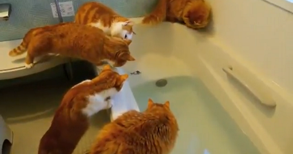 Splish-splash, kitty taking a bath! Cute videos to help you enjoy the ...